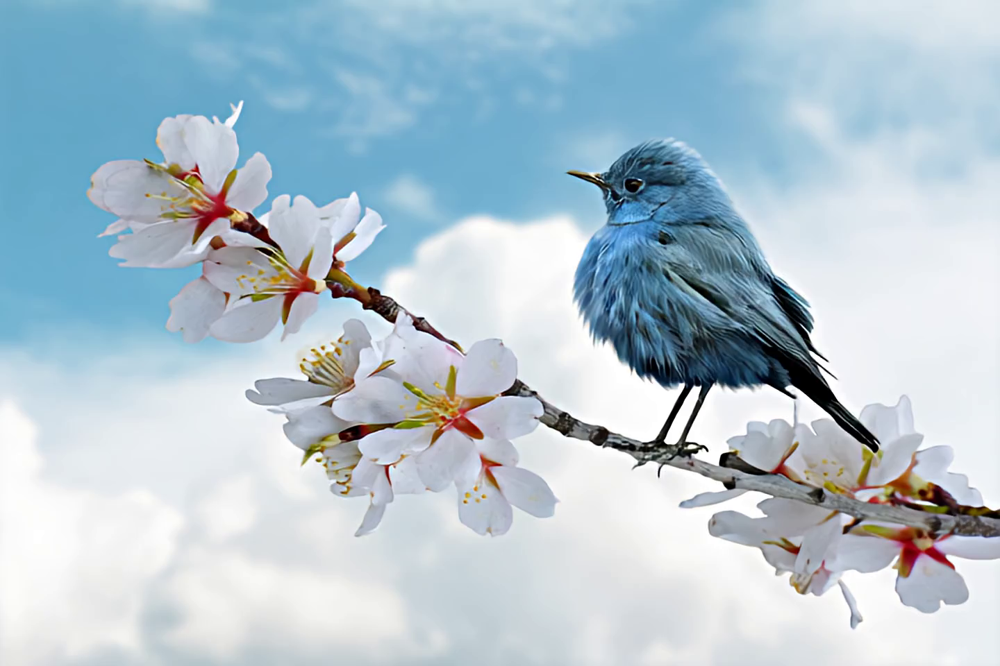 CogVideo AI Video Generator — The bird in the picture is standing on a ...
